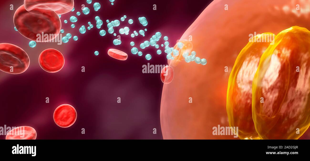 Cell releasing histamine. Computer illustration of a mast cell releasing histamine (blue bubbles ...