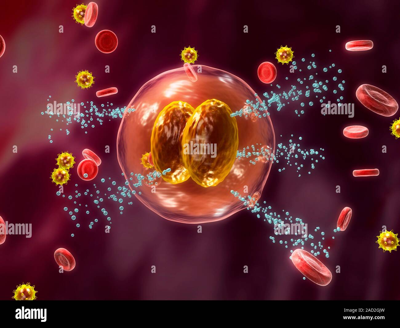 Cell releasing histamine. Computer illustration of a mast cell releasing histamine (blue bubbles ...