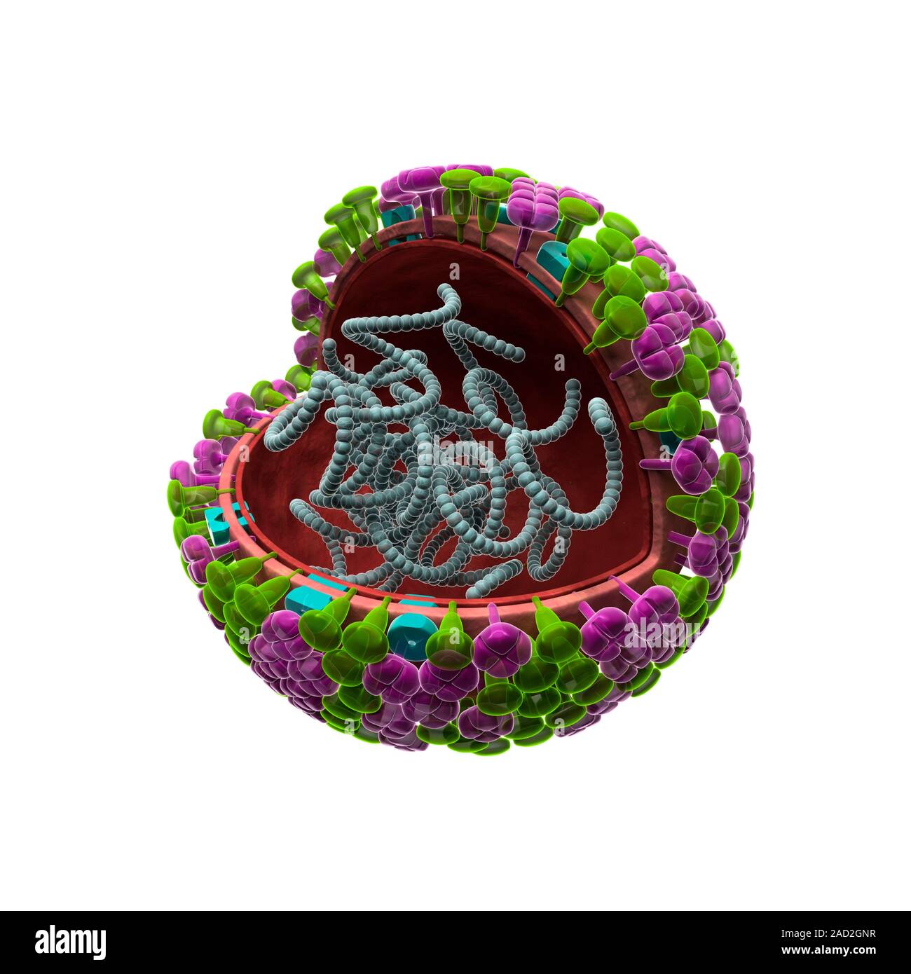 Influenza virus structure. Cutaway computer illustration showing the ...