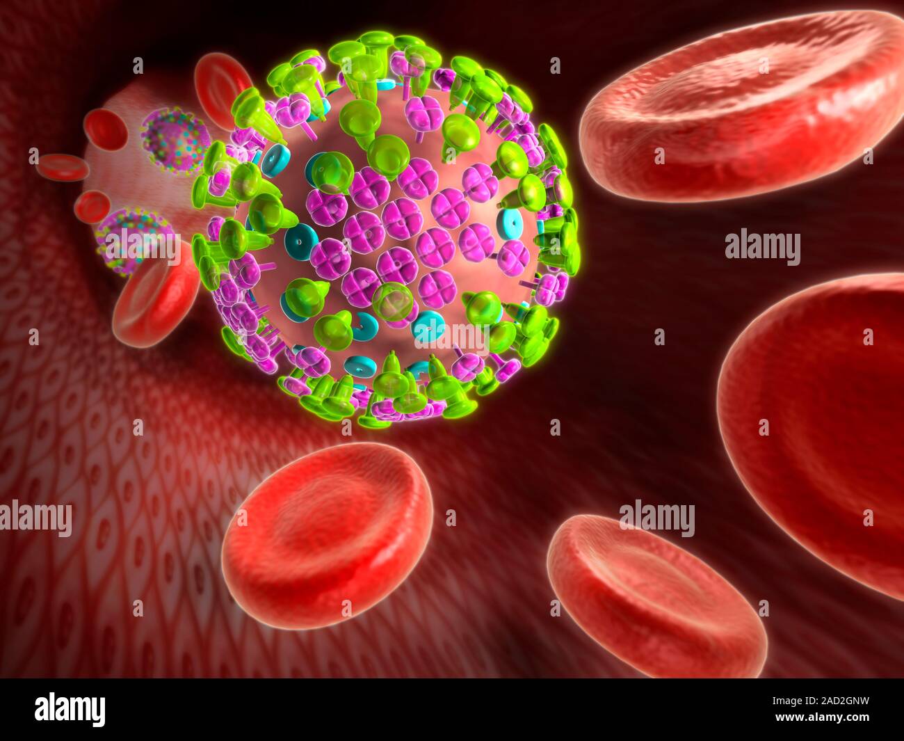 Flu virus in the bloodstream. Computer illustration of an influenza ...