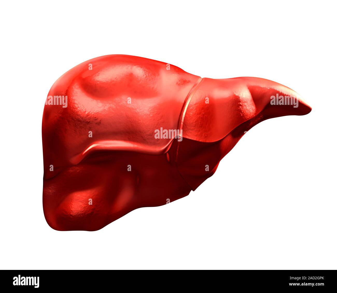 Liver. Computer illustration of a human liver. The liver is involved in ...