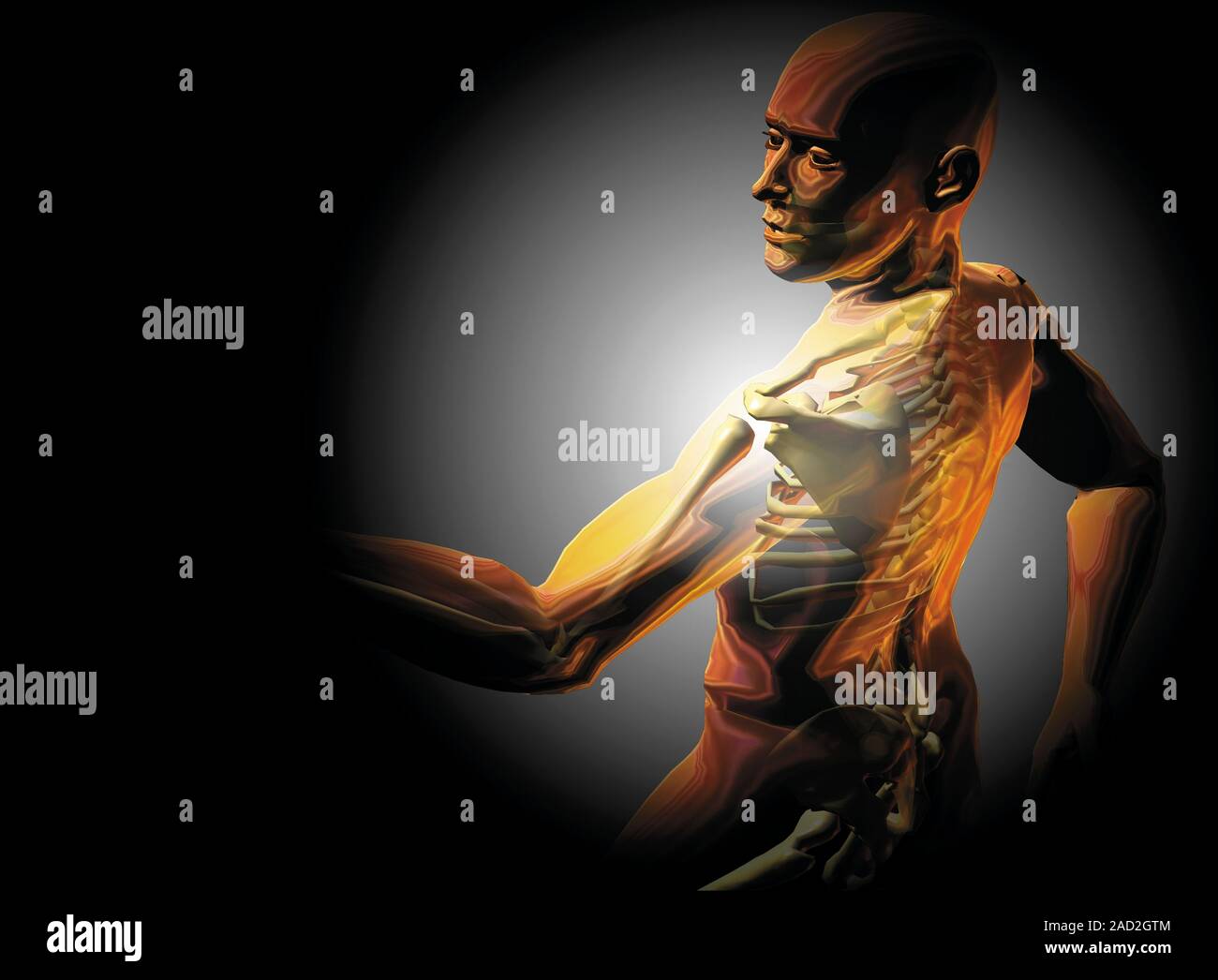 Human shoulder. Computer illustration showing the location and anatomy ...