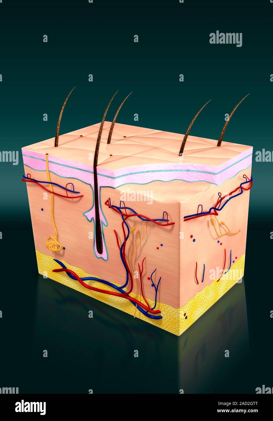 Skin anatomy. Cutaway computer illustration of a section through the ...