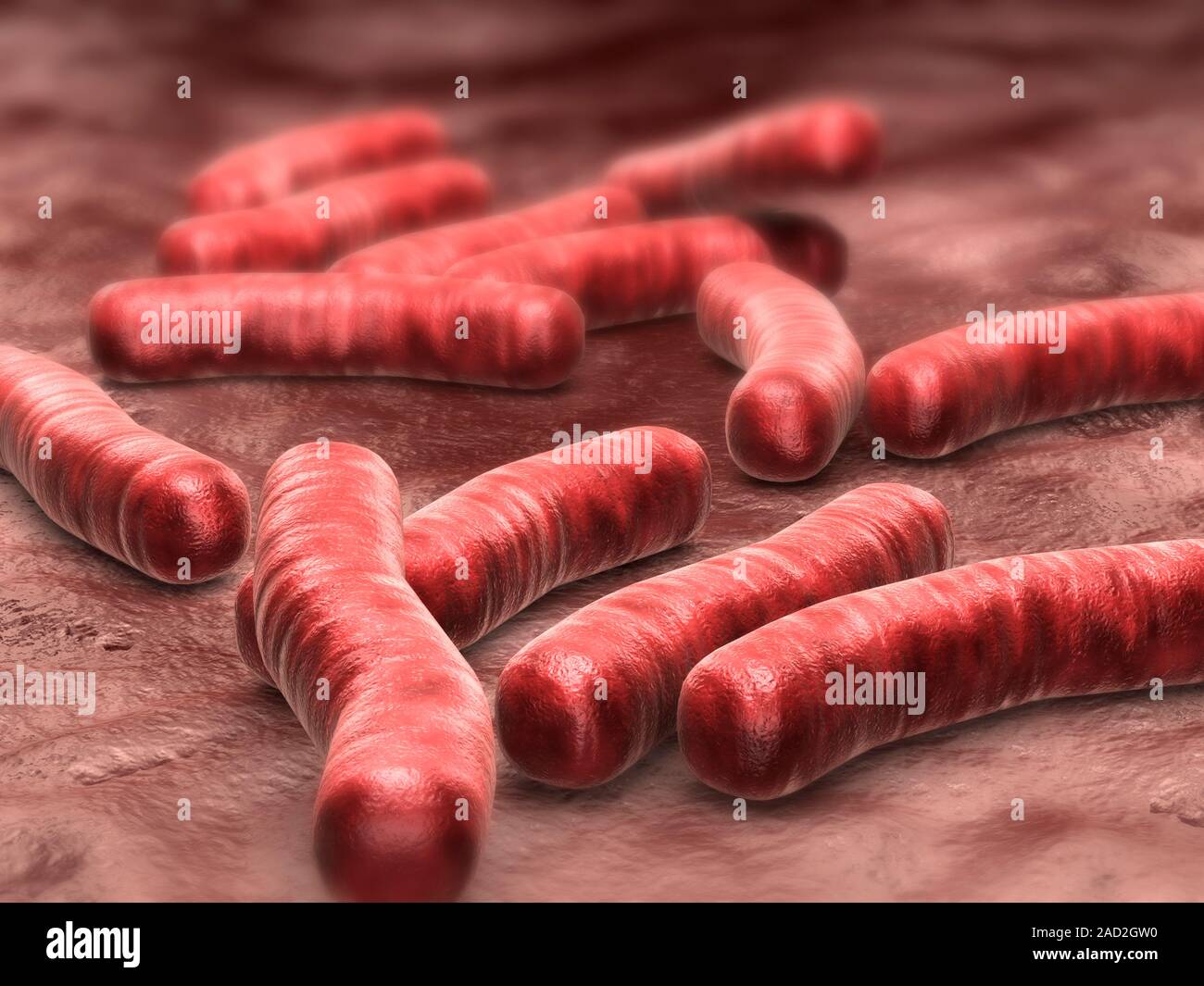 Tuberculosis bacteria. Computer illustration of Mycobacterium tuberculosis bacteria. These Gram ...