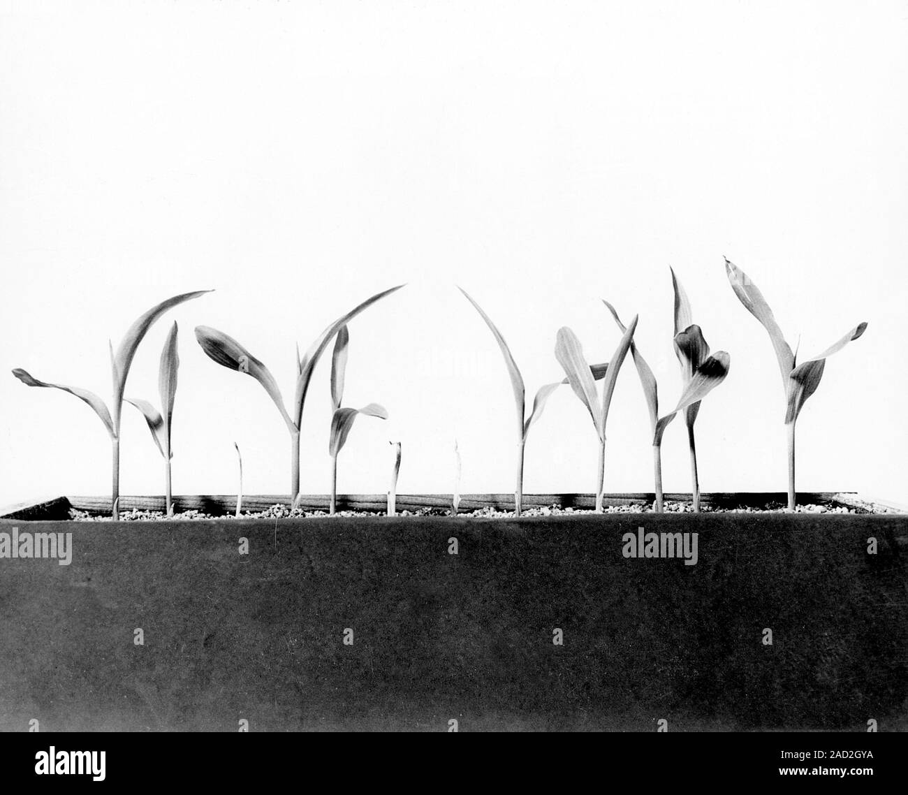 Effects of irradiation on corn. Plant seedlings grown from seed exposed ...