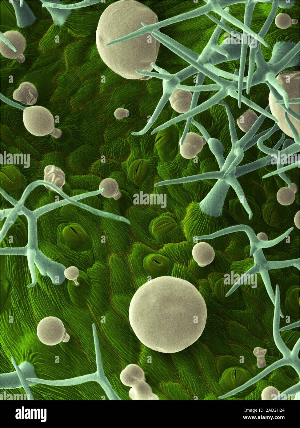 Lavender leaf. Coloured scanning electron micrograph (SEM) of the micro ...