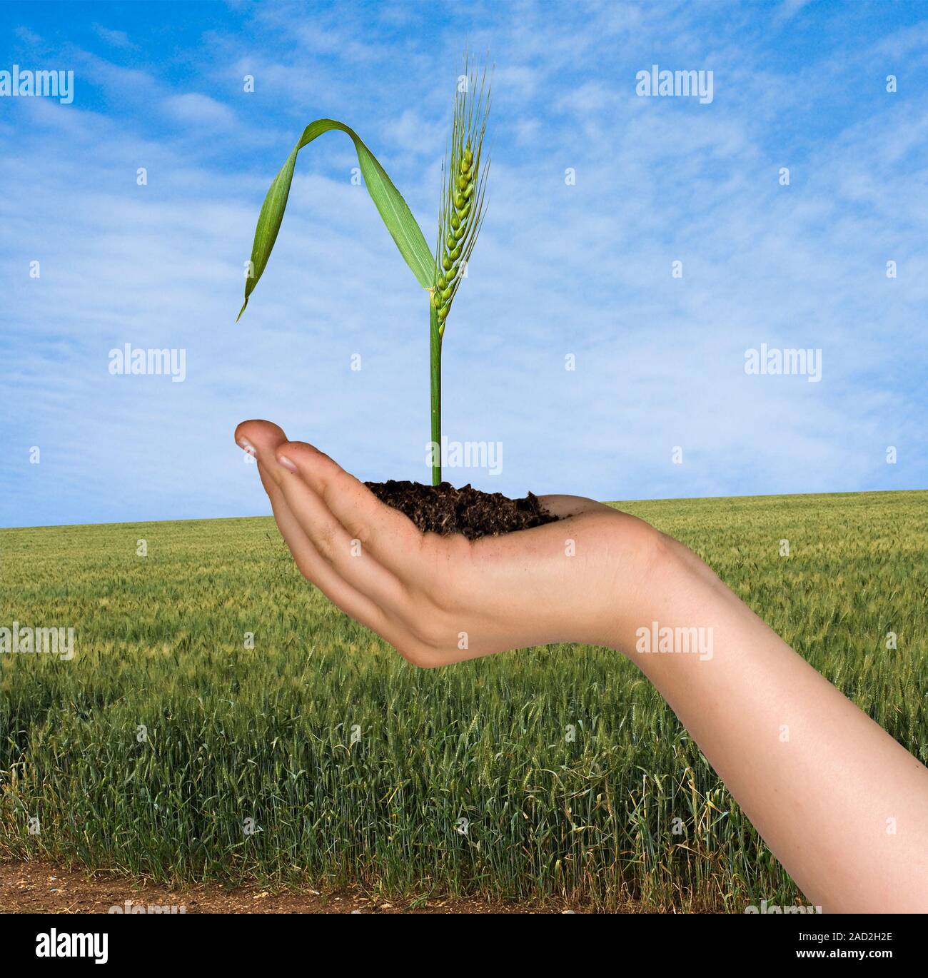 Wheat in hand Stock Photo - Alamy