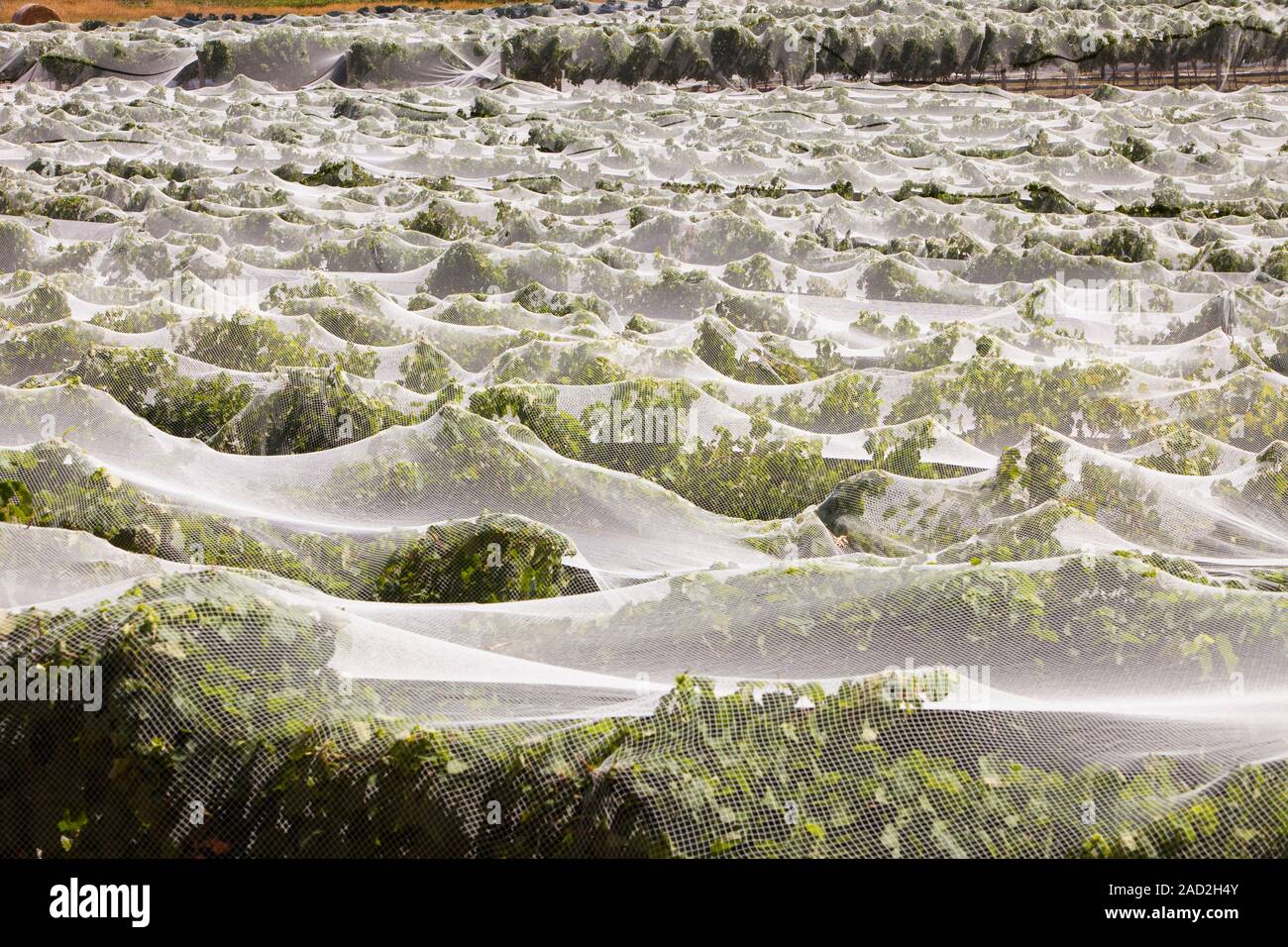 A vineyard at Buxton Ridge, Victoria, Australia, with the vines ...
