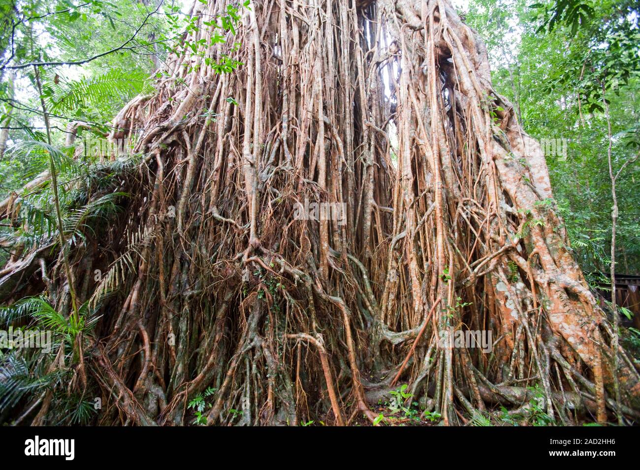 The Cathedral Fig Tree, a massive Green Fig Tree (Ficus virens) in the ...