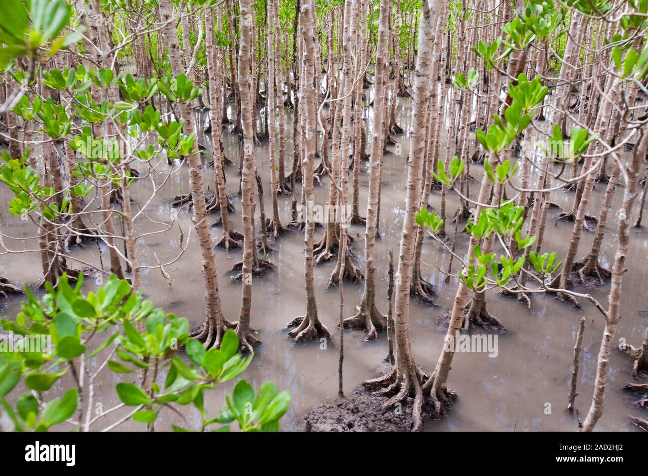 Mangrove swamp at high tide in Cairns, Queensland, Australia Stock ...