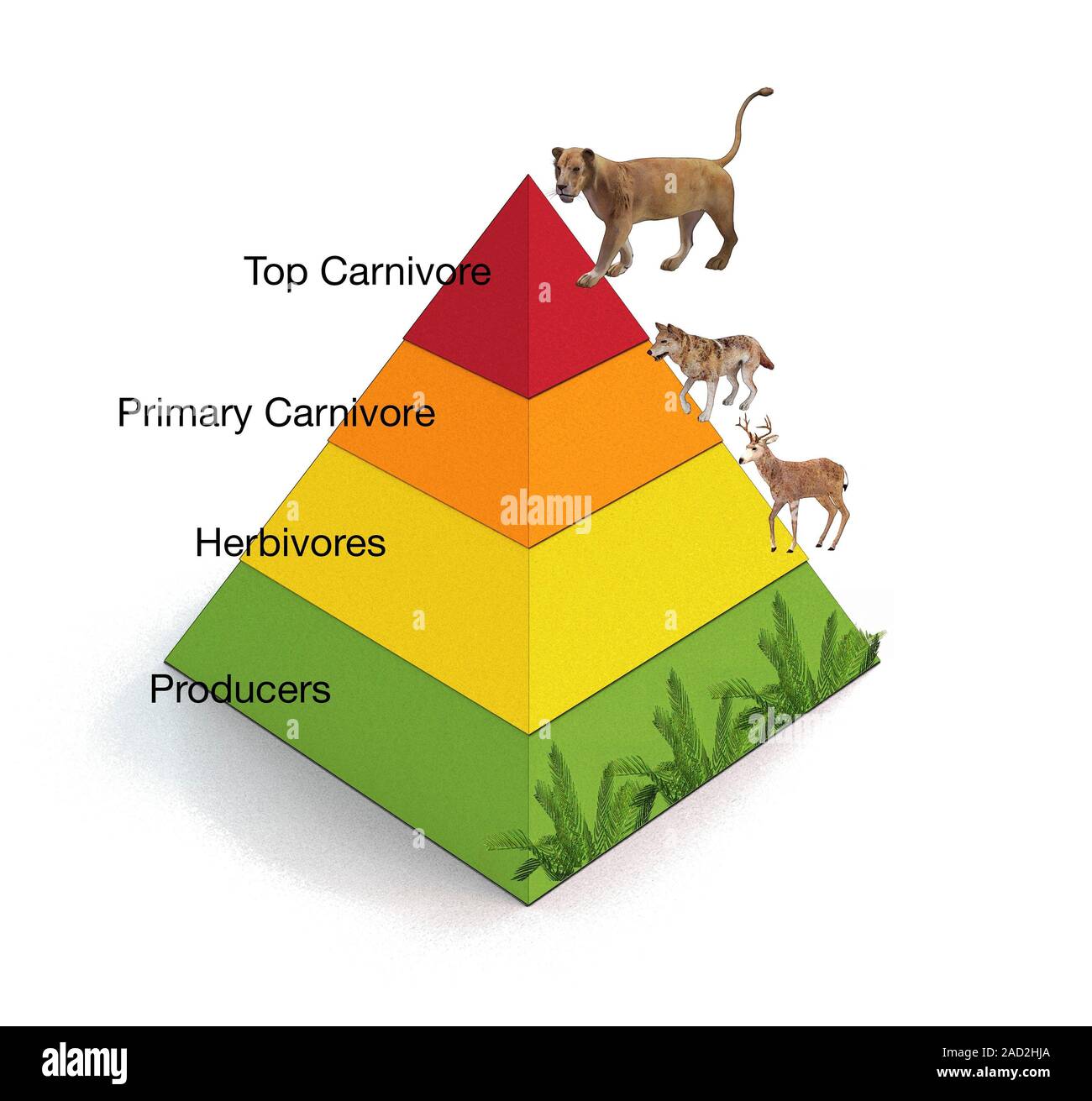 Trophic pyramid, illustration. This is a representation of the amount ...
