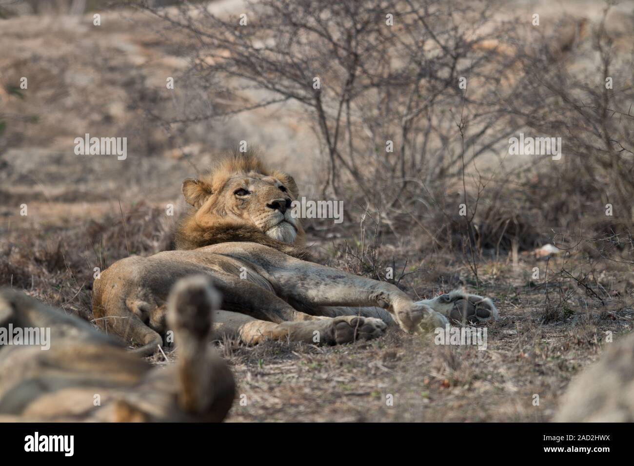 Male Lion looking up Stock Photo - Alamy