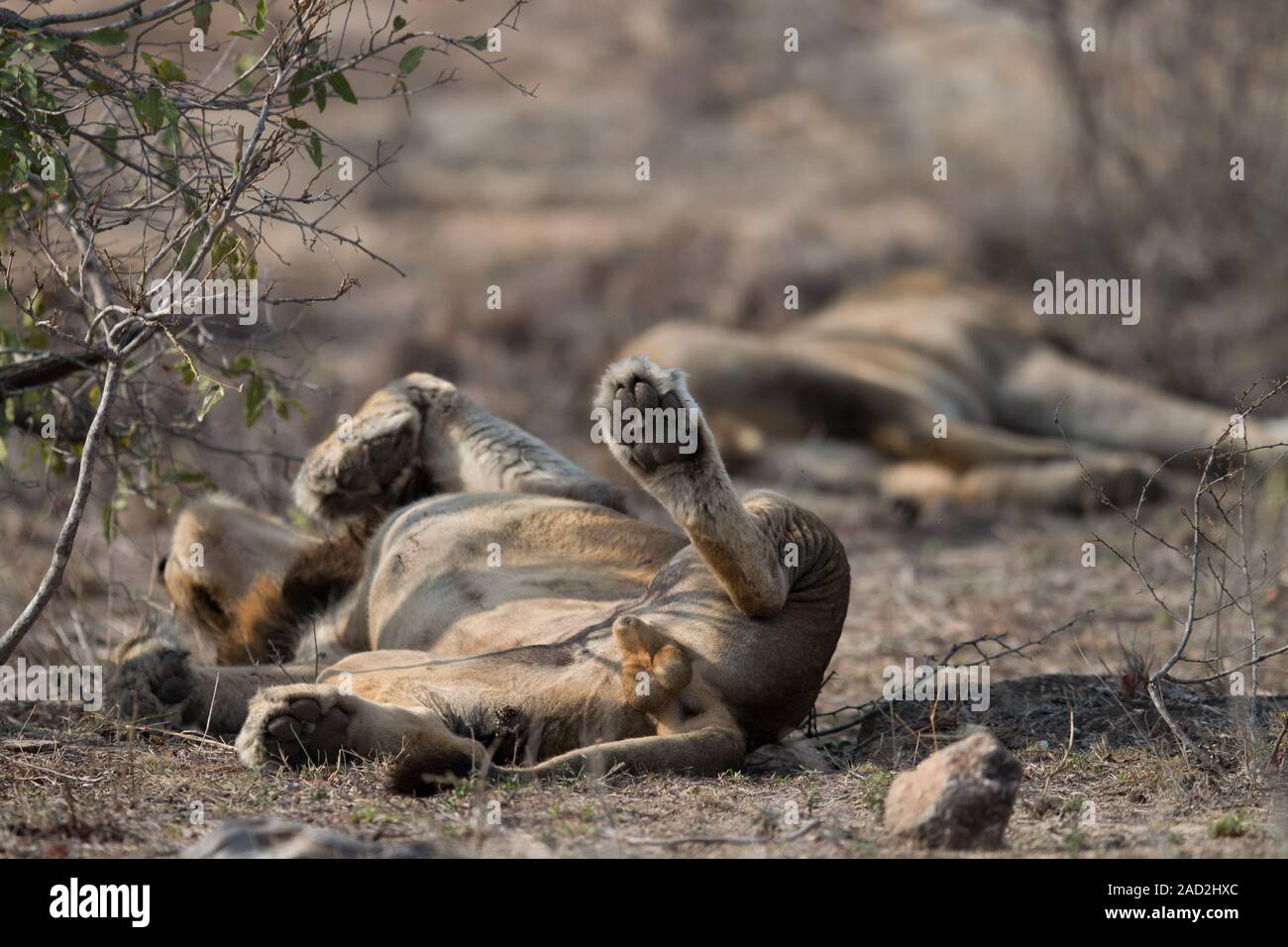 Male rolling hi-res stock photography and images - Alamy