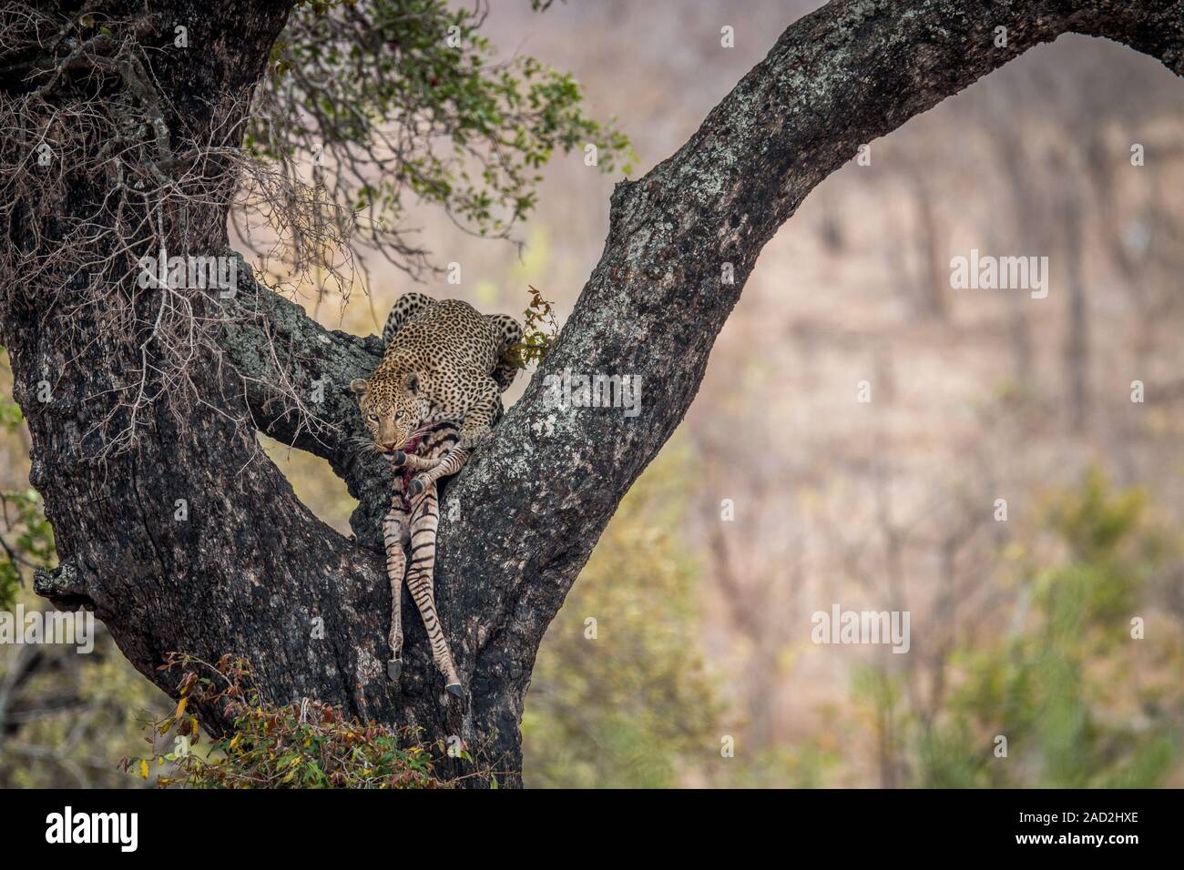 Leopard tree eating hi-res stock photography and images - Alamy