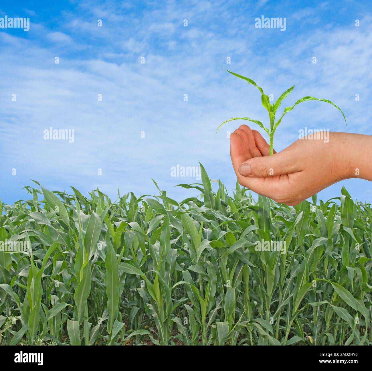 presenting corn shoot as a gift of agriculture Stock Photo - Alamy