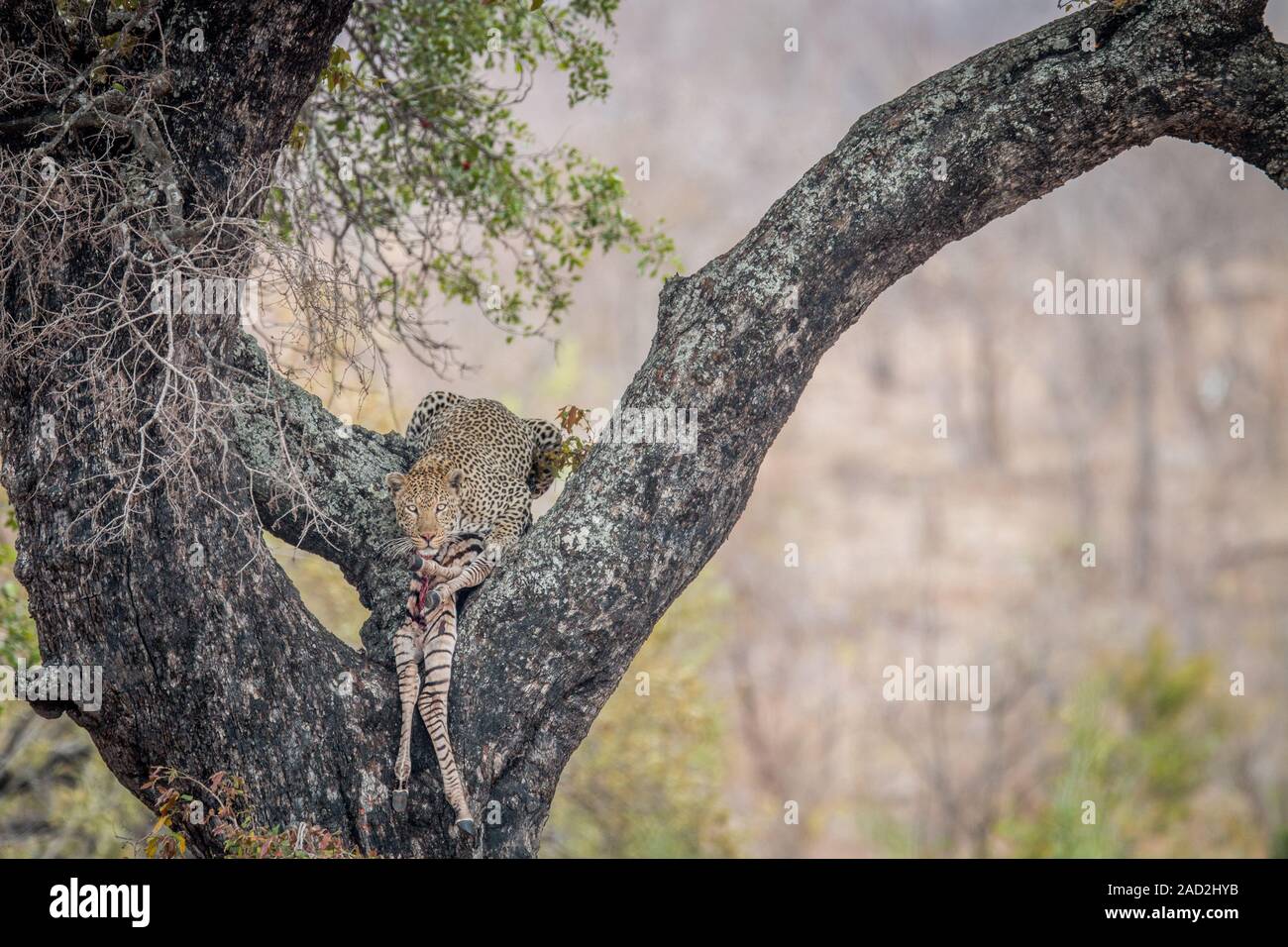 Leopard tree eating hi-res stock photography and images - Alamy