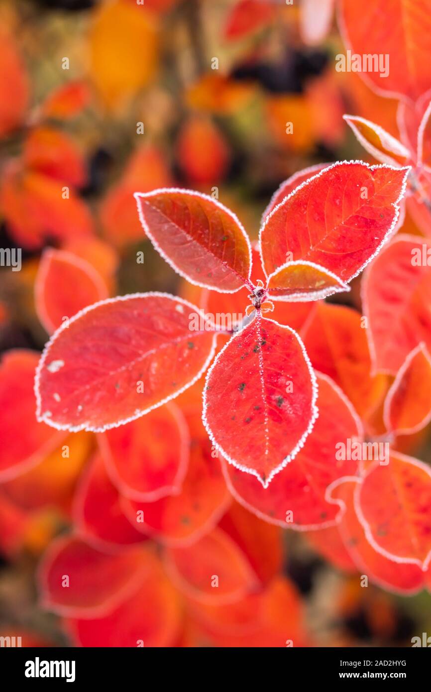 Beautiful red aronia leaves with a frosty edge Stock Photo - Alamy