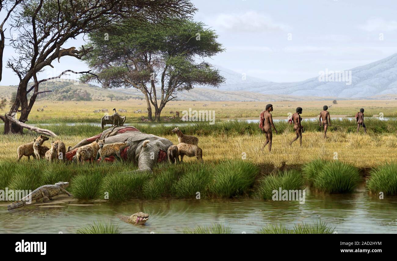 Homo ergaster hunters. Computer illustration of Homo ergaster ancient ...