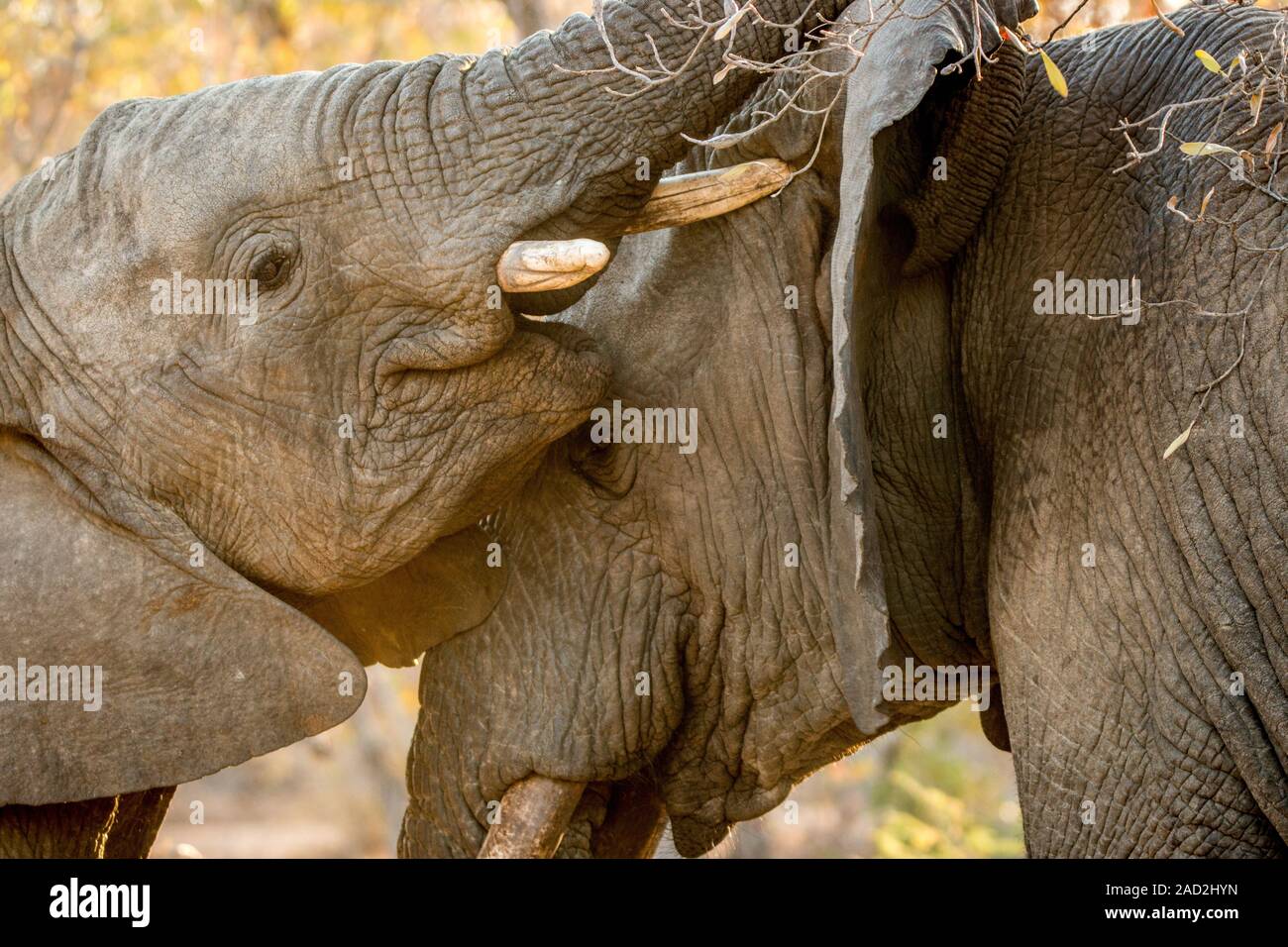 Two Elephants bonding Stock Photo - Alamy