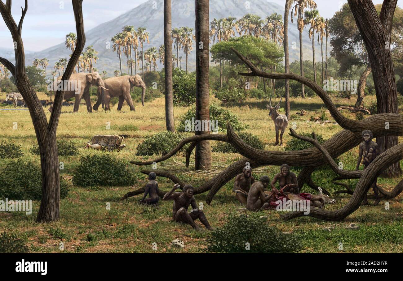 Homo habilis hunters. Computer illustration of Homo habilis ancient hominids using stone tools ...