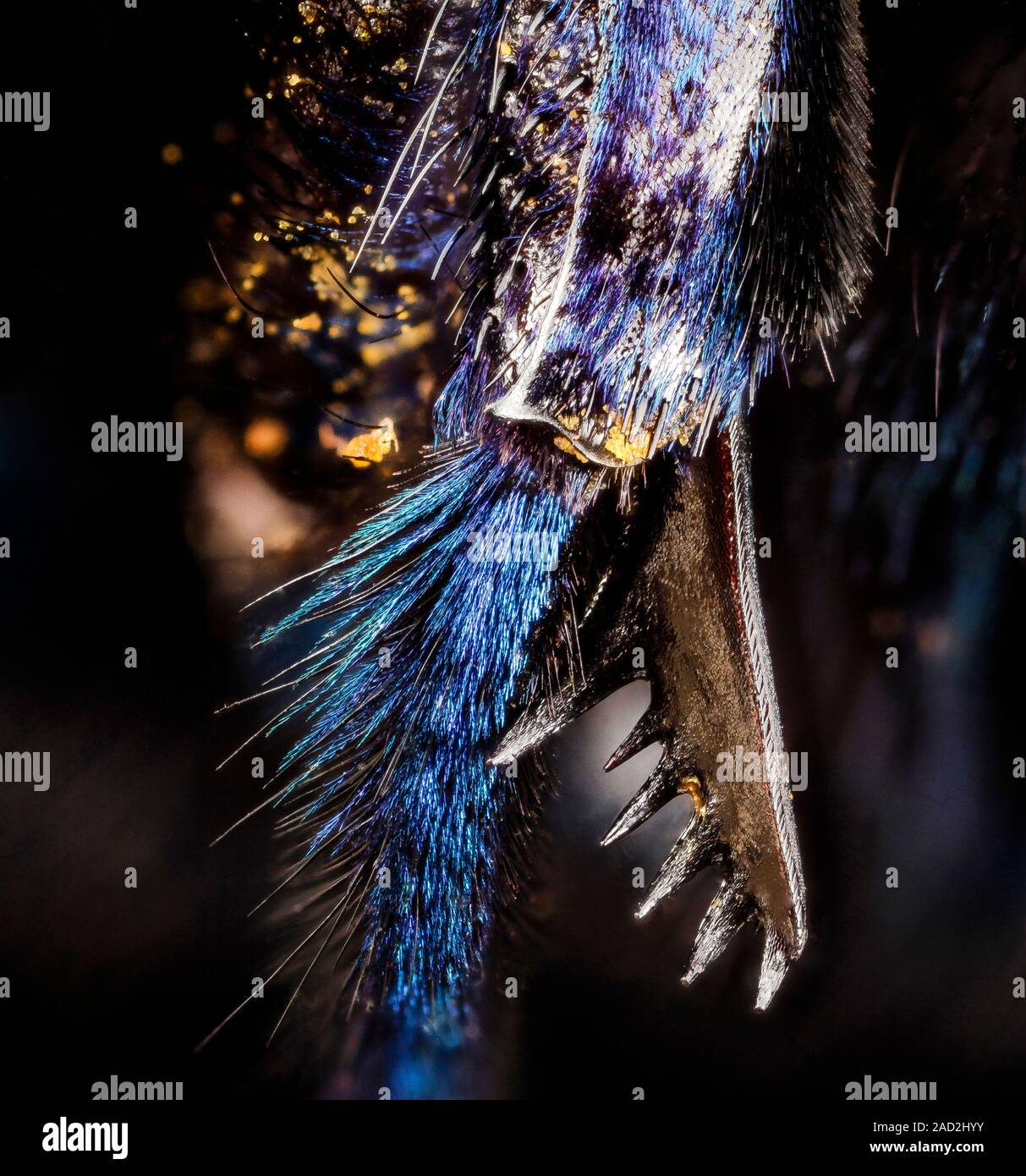 Parasitic bee tibial spur. Macrophotograph of a tibial spur of the ...