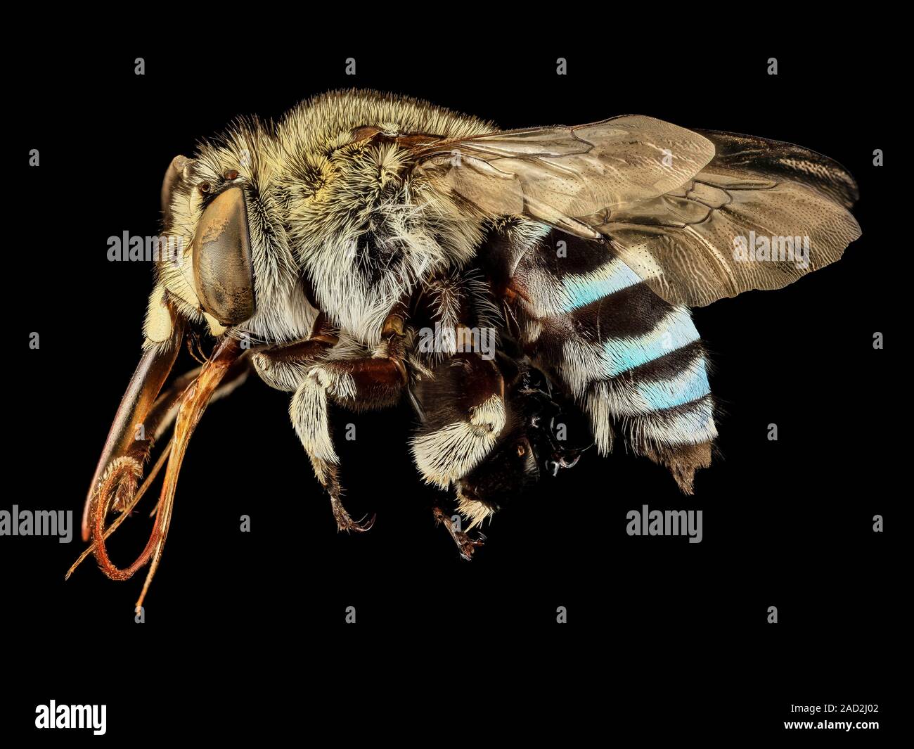 Blue banded bee. Macrophotograph of a blue banded bee (Amegilla sp ...