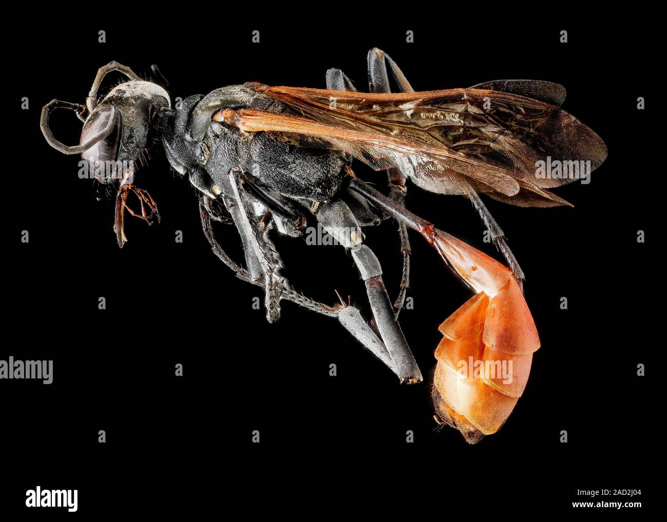 Thread-waisted wasp. Macrophotograph of a thread-waisted wasp ...