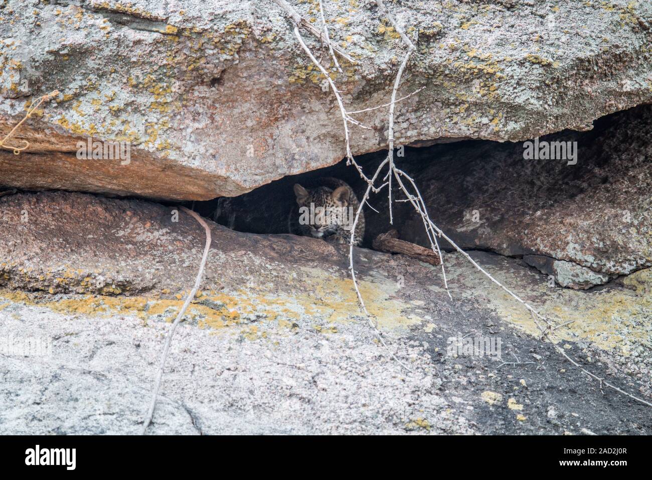 Cave baby hi-res stock photography and images - Alamy