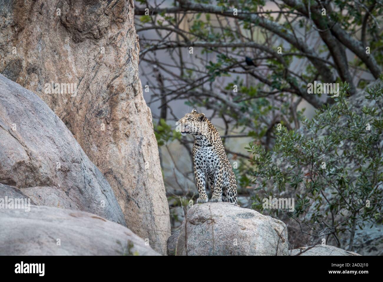 Leopard on the rocks Stock Photo - Alamy