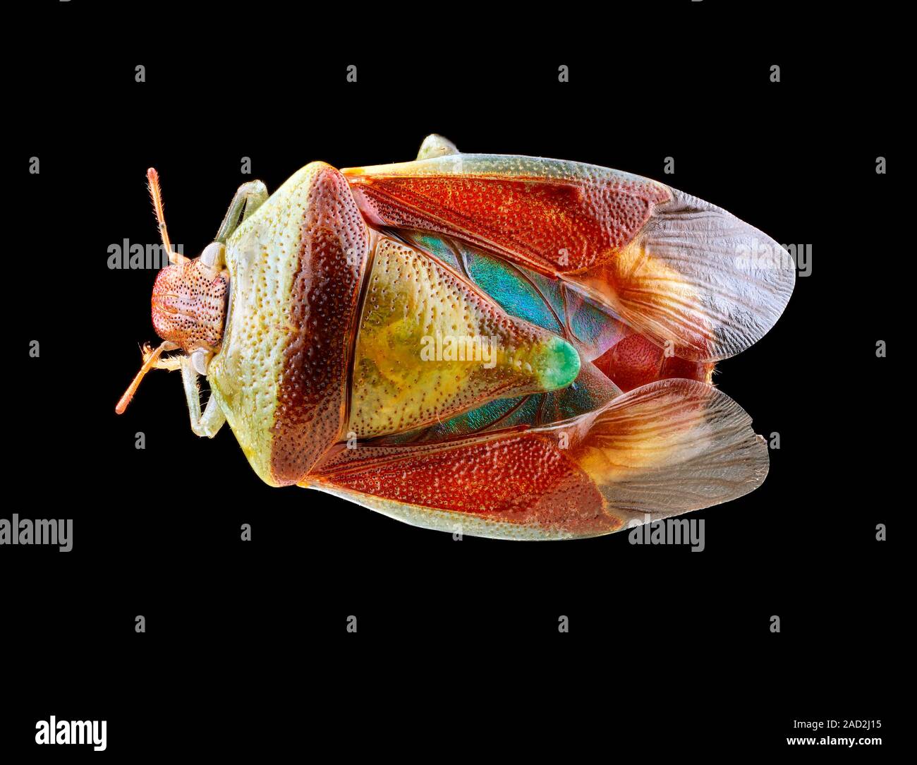 Stink bug. Macrophotograph of a stink bug (Banasa dimiata). This ...