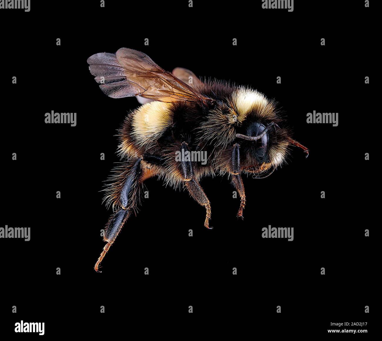 Yellow-banded bumblebee. Macrophotograph of a male yellow-banded ...