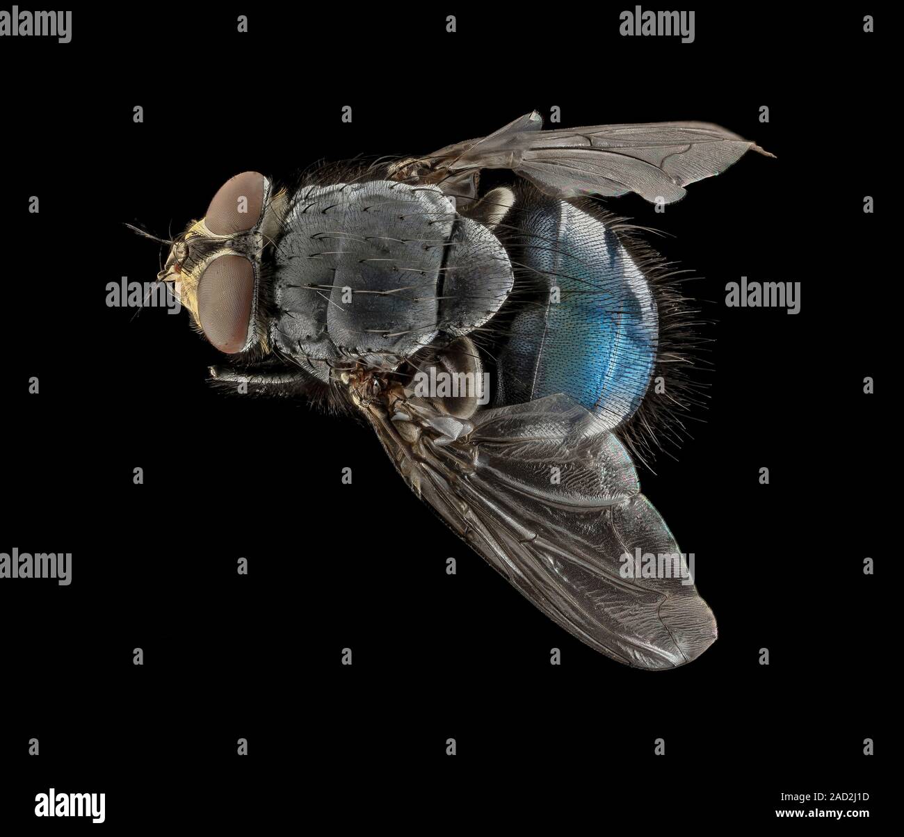 Blowfly. Macrophotograph of the blowfly (Calliphora vicina). This ...