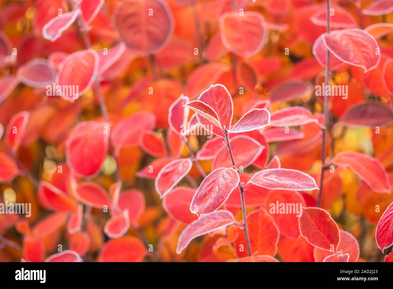 Beautiful red aronia leaves with a frosty edge Stock Photo - Alamy