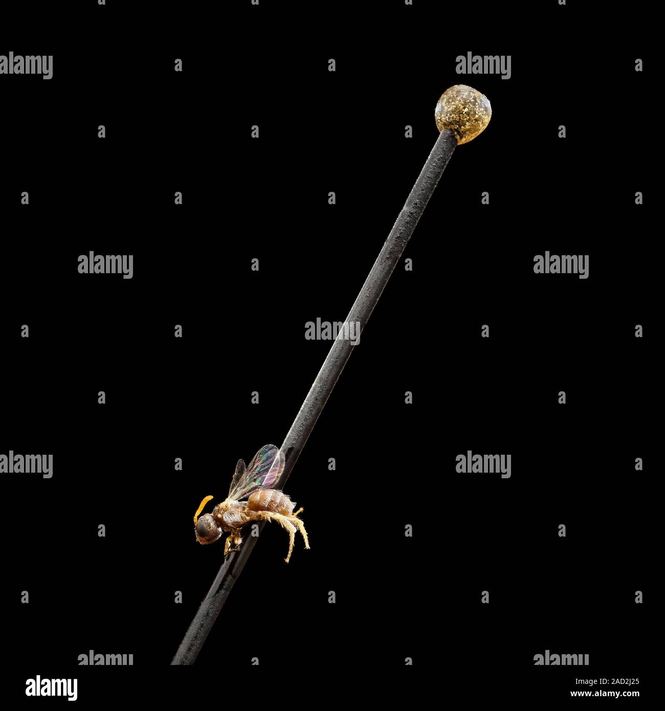 Cross-mandibled bee. Macrophotograph of a very small cross-mandibled ...