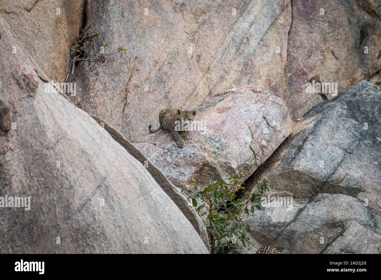 Cub on rocks hi-res stock photography and images - Alamy