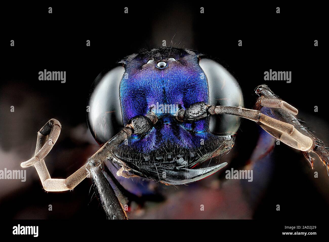 Steel blue cricket hunter wasp. Macrophotograph of the head of a steel ...