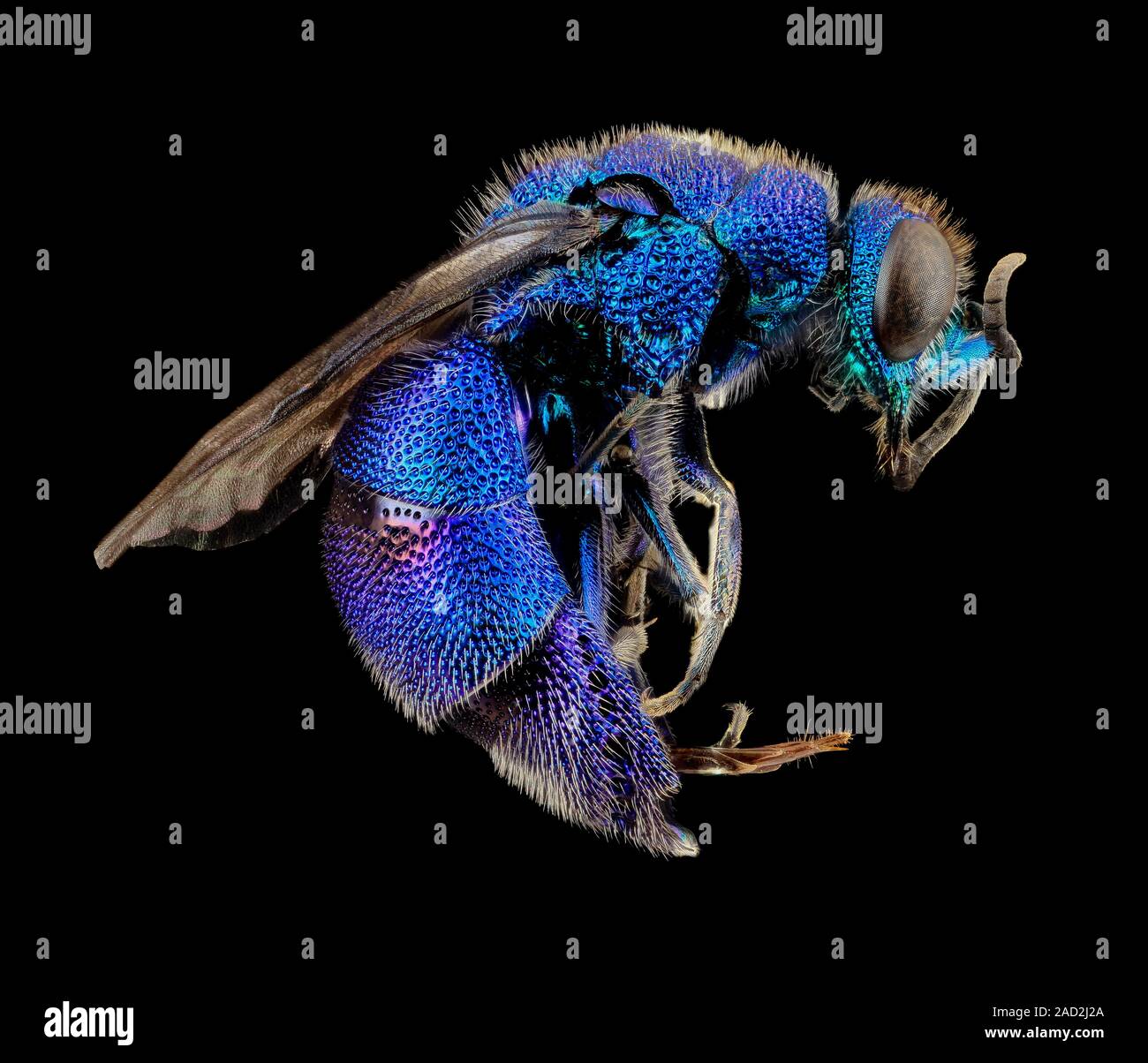 Cuckoo wasp. Macrophotograph of a cuckoo wasp (Chrysis conica). Cuckoo ...