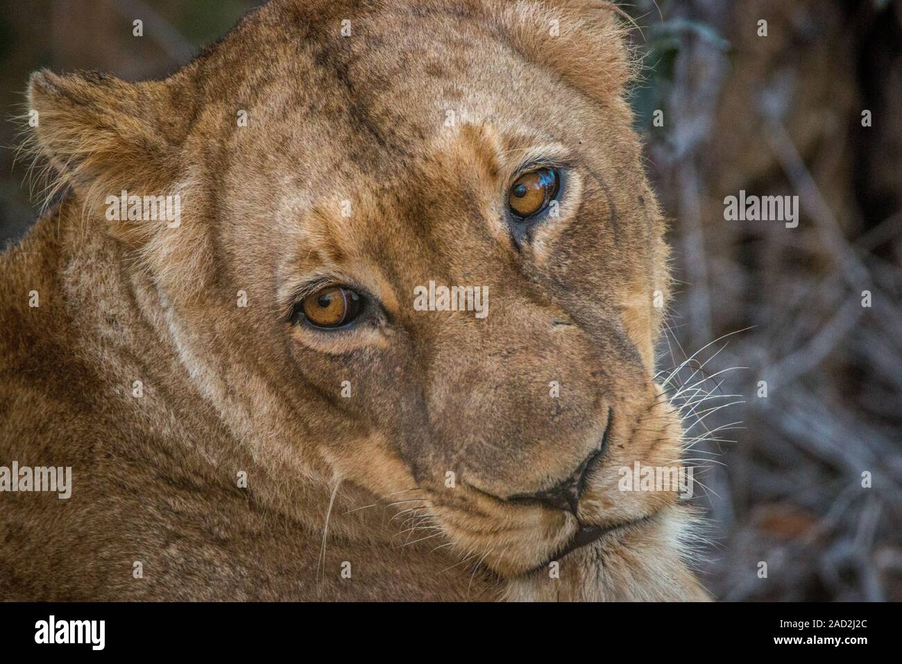 Lion Looking Back at Amber Boniwell blog