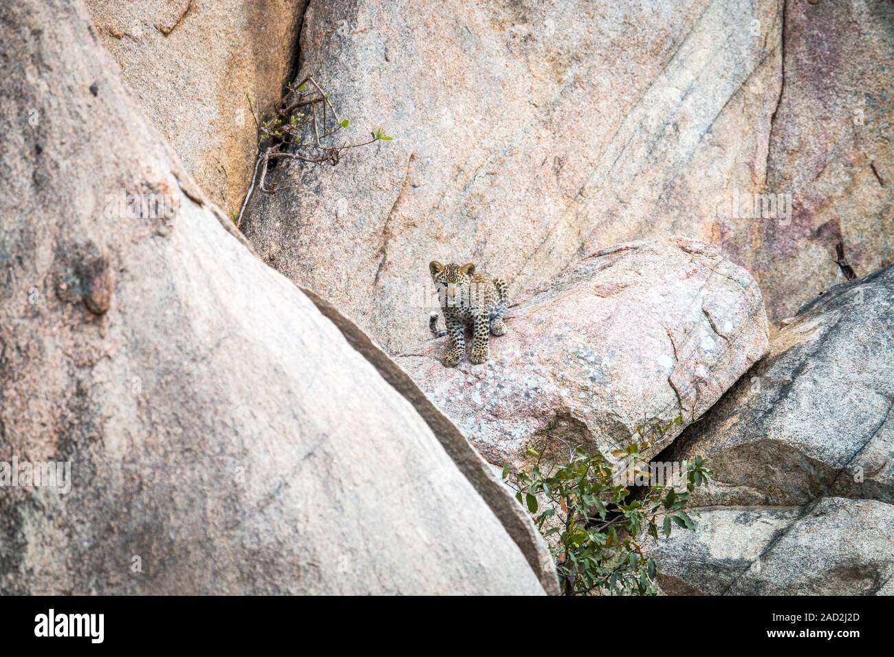 Leopard cub sitting on rocks Stock Photo - Alamy