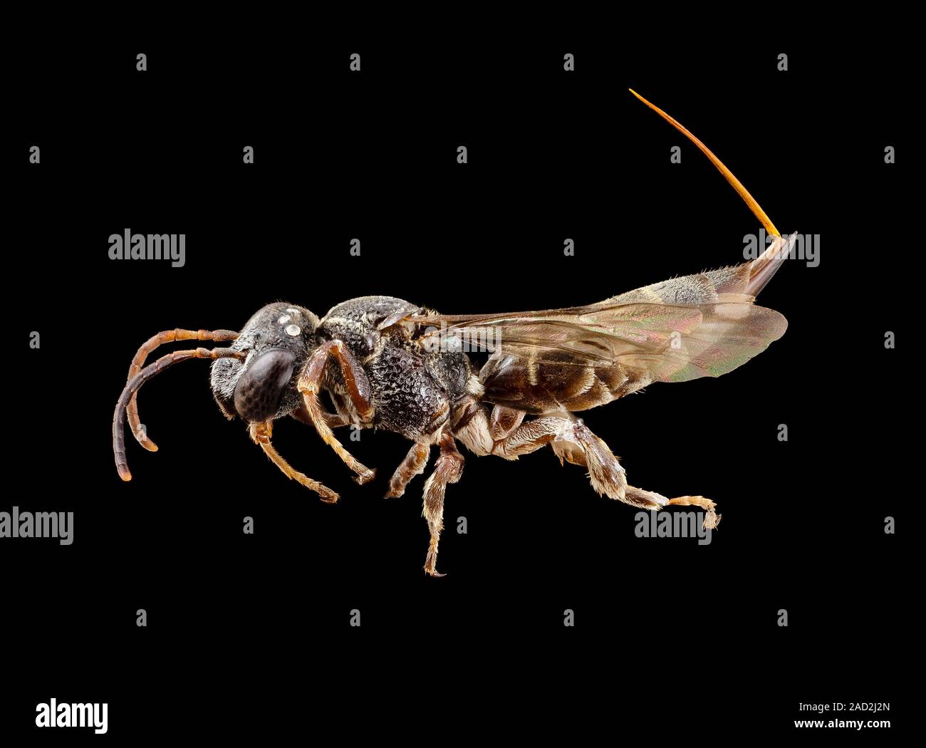 Parasitic bee. Macrophotograph of the parasitic bee Coelioxoides ...