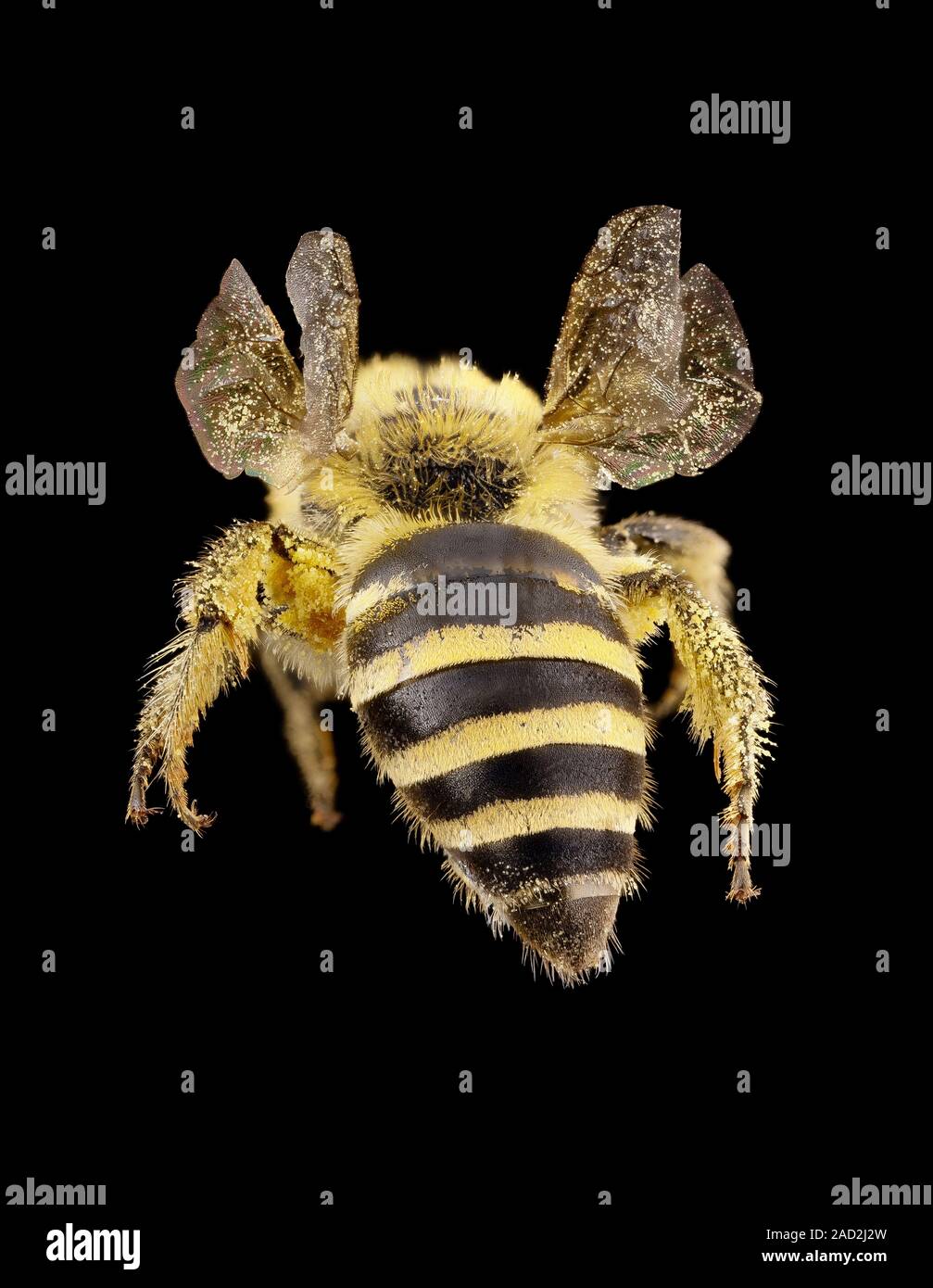 Ivy bee. Macrophotograph of the abdomen of an ivy bee (Colletes hederae ...