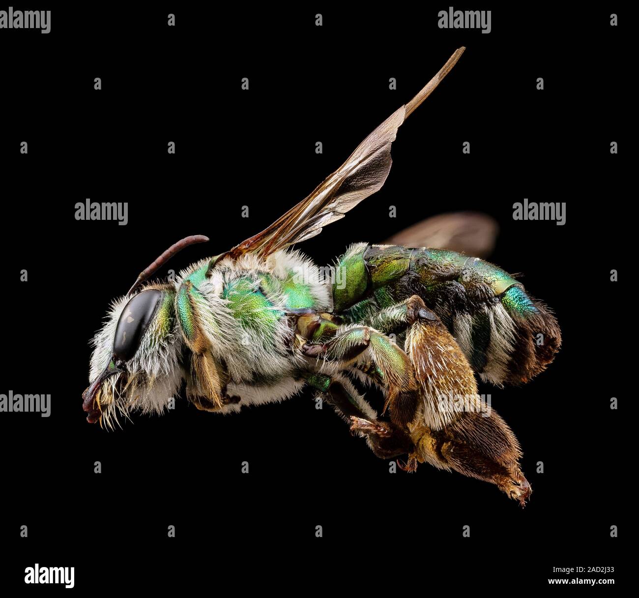 Green burrowing bee. Macrophotograph of a green burrowing bee ...