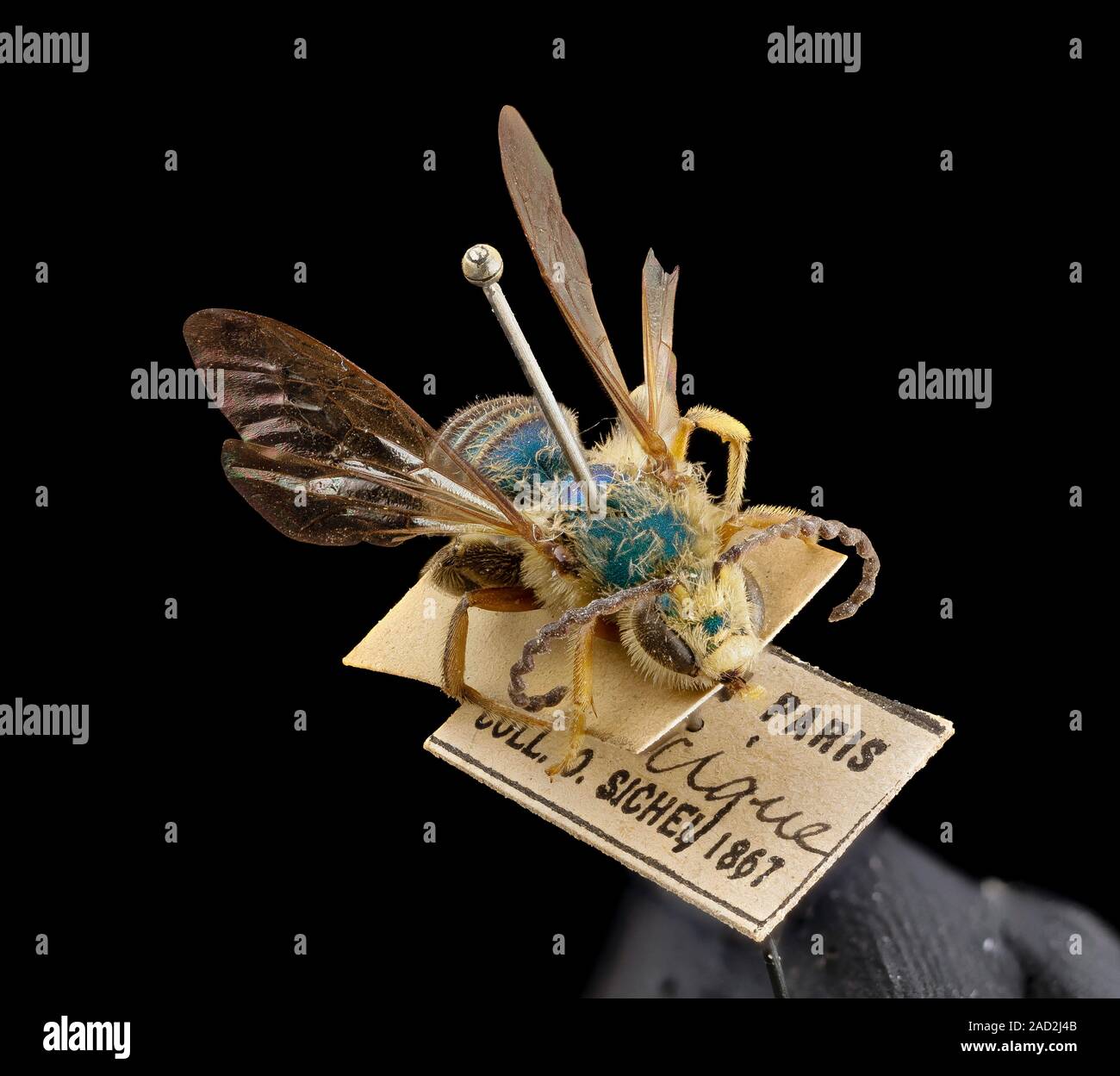 Antique bee specimen. Antique specimen of the bee Dinagapostemon ...