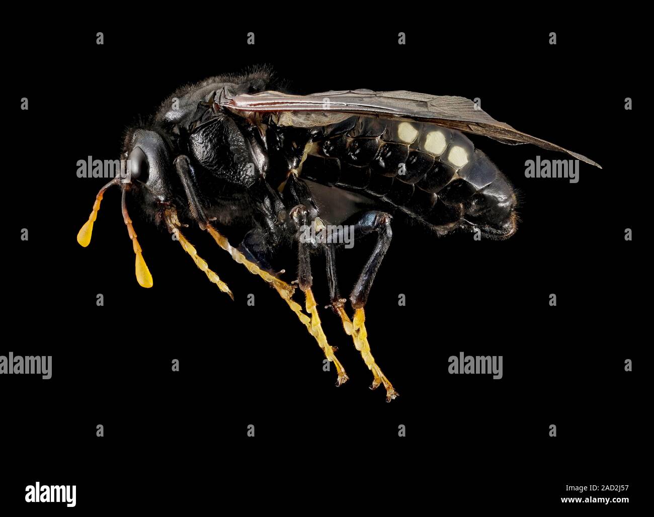 Sawfly. Macrophotograph of a sawfly. Photographed by the USGS Bee ...