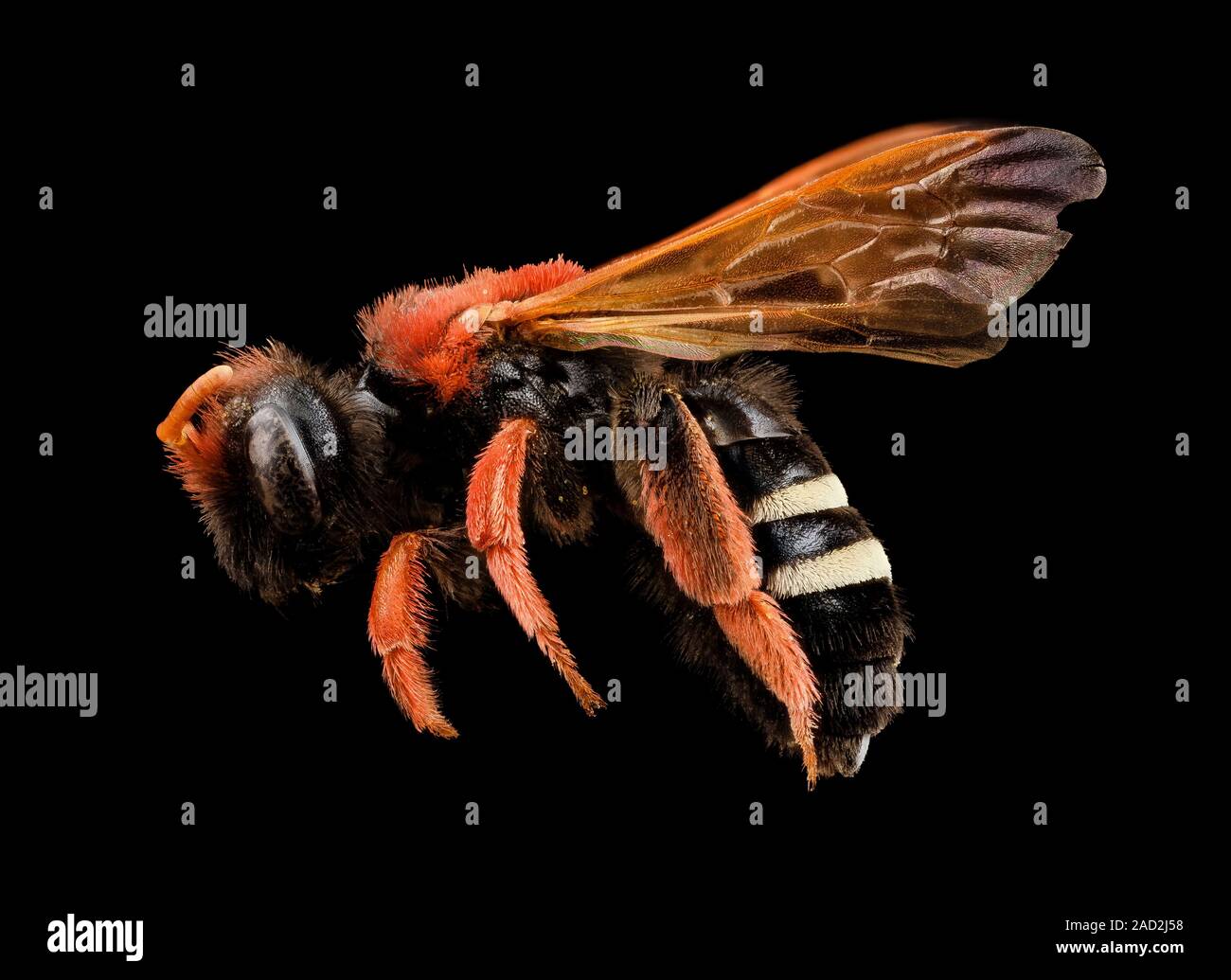 Plasterer bee. Macrophotograph of a female plasterer bee (Edwyniana ...