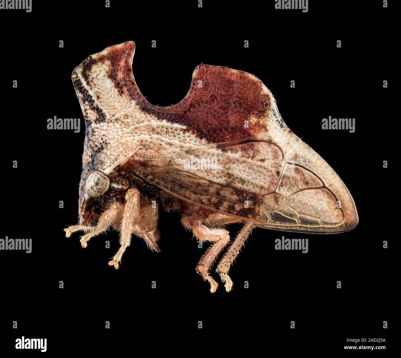 Treehopper. Macrophotograph of a treehopper (Entylia carinata ...