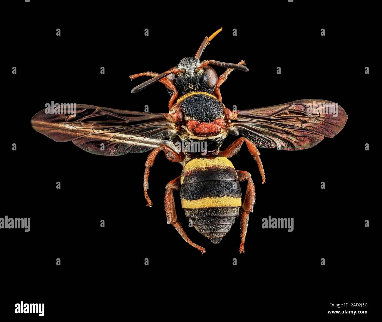 Cuckoo bee. Macrophotograph of a cuckoo bee (Epeolus bifasciatus ...