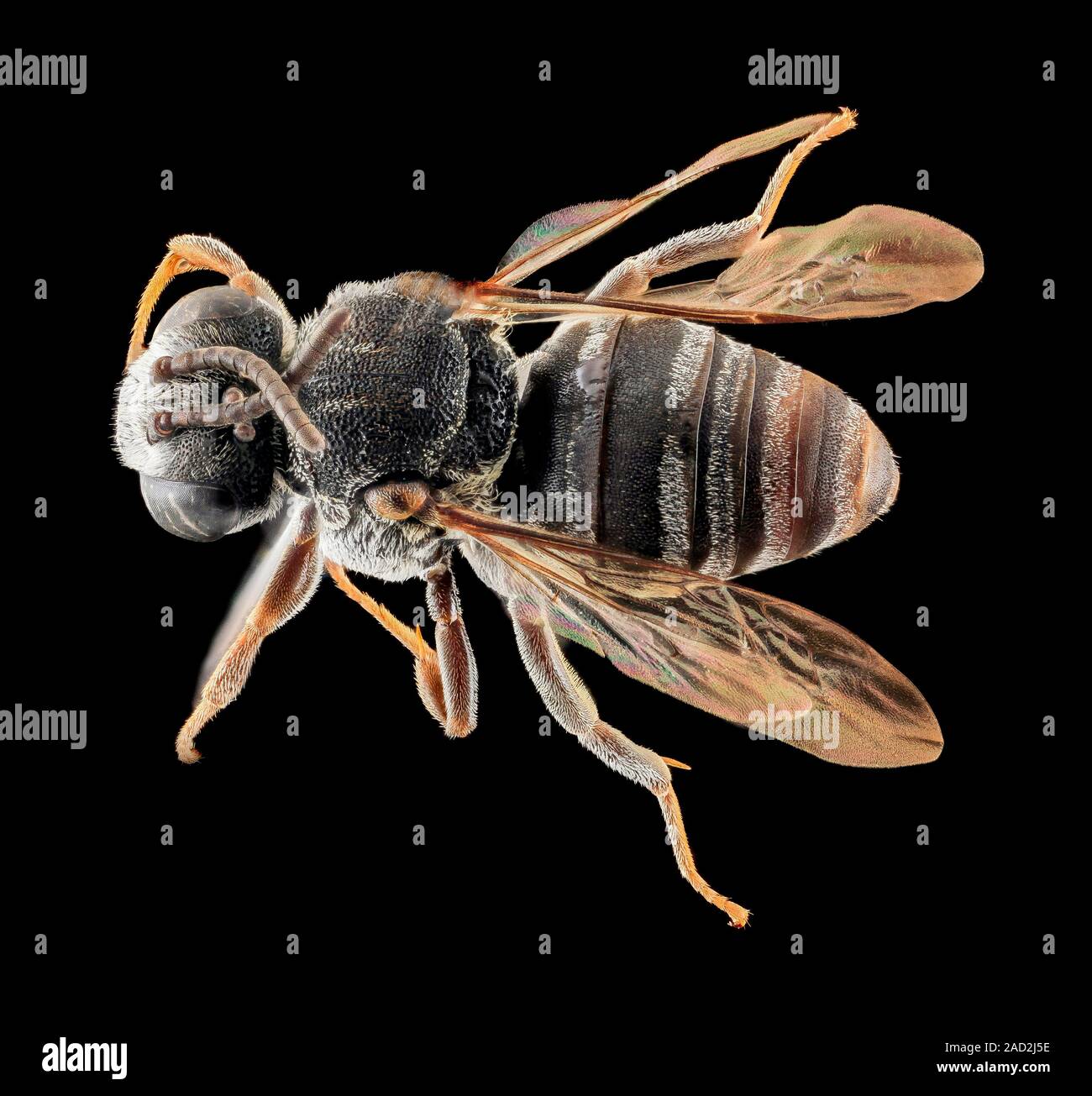 Cuckoo bee. Macrophotograph of a cuckoo bee (Epeolus erigeronis ...