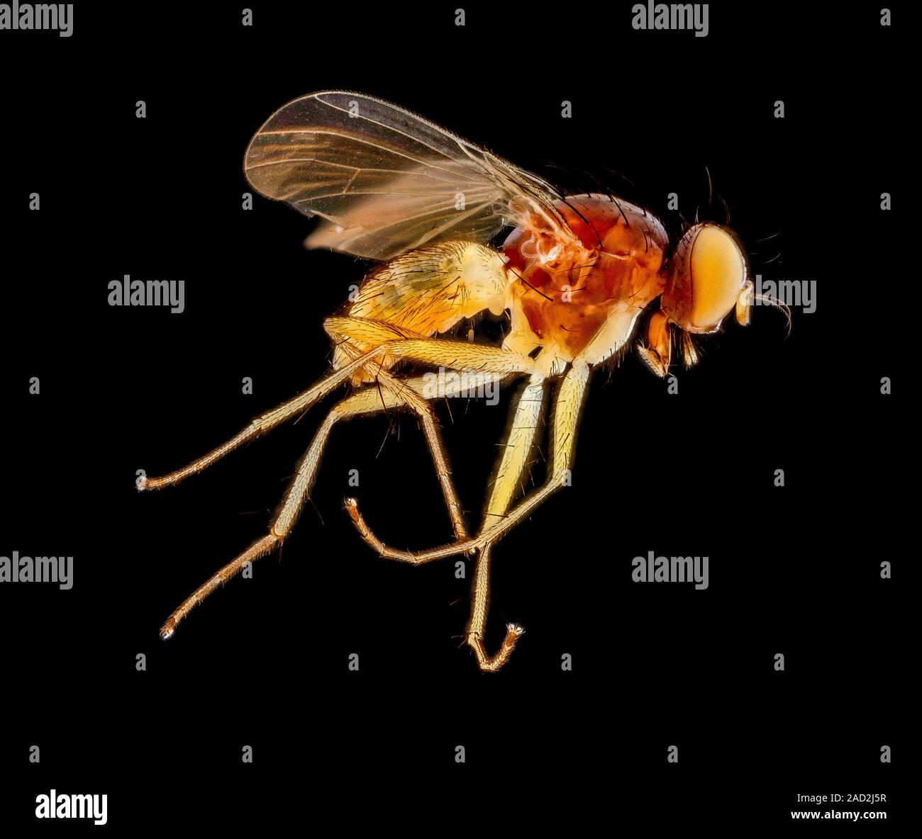 Fly. Macrophotograph of an unidentified fly. Photographed by the USGS ...