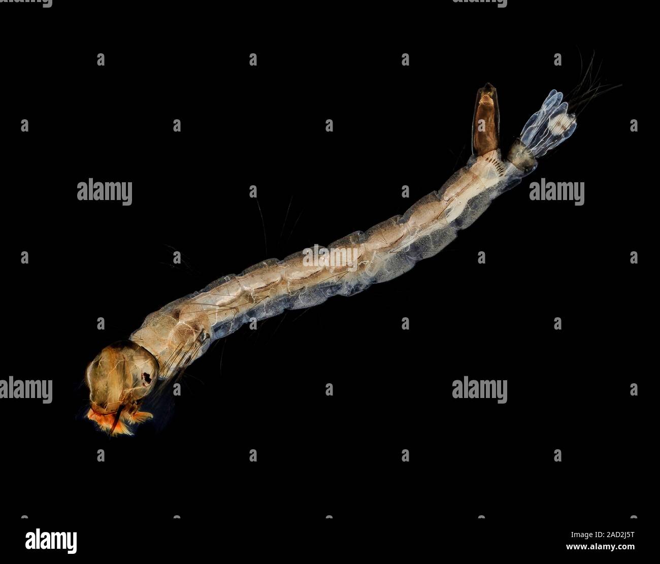 Mosquito larva. Macrophotograph of a mosquito larva (family Culicidae ...